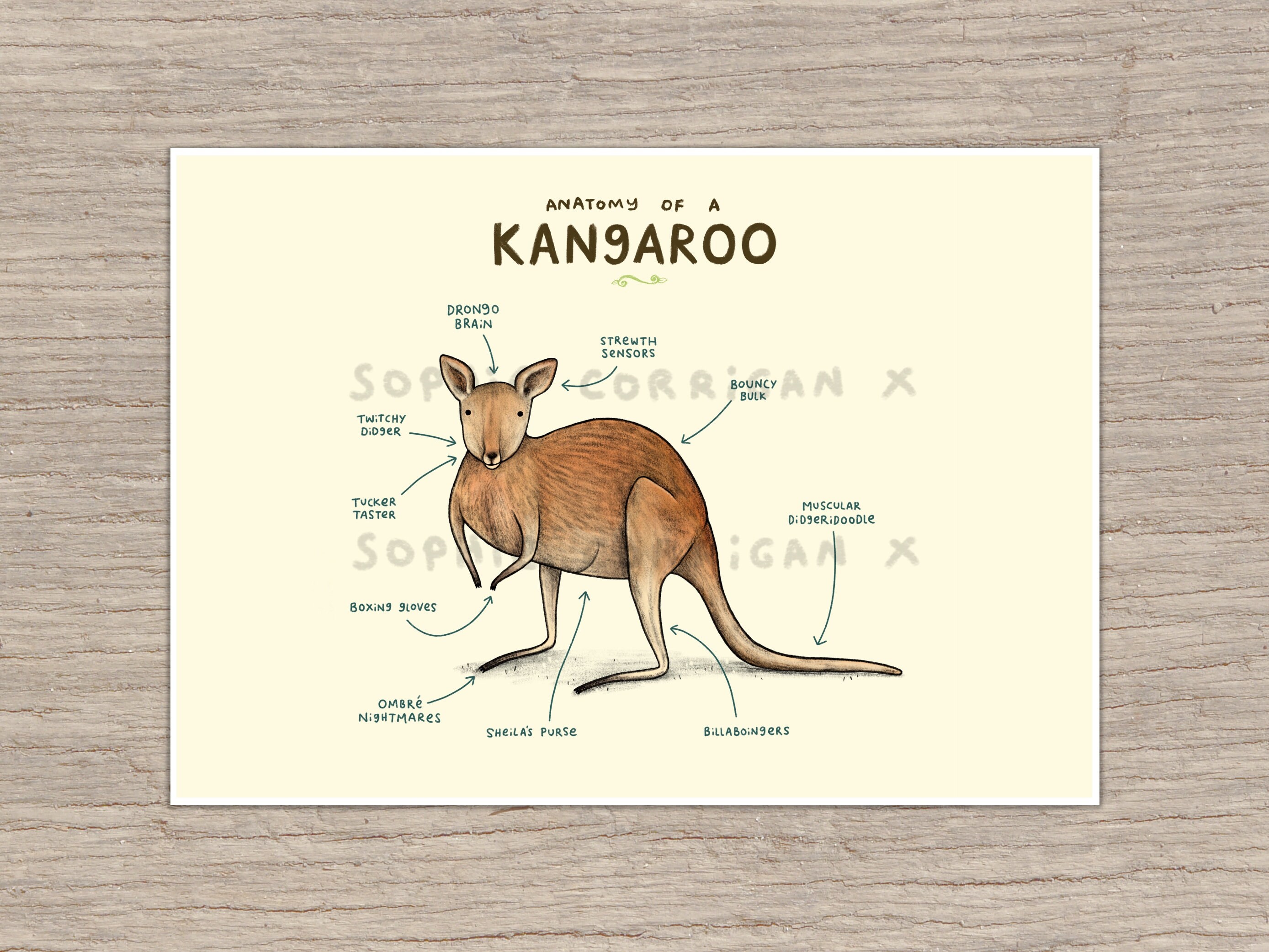 Kangaroo Anatomy Kangaroo Anatomy