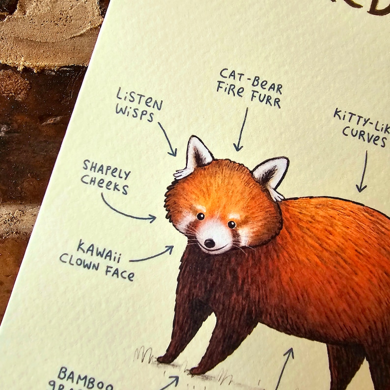 Anatomy of A Red Panda Card - Etsy