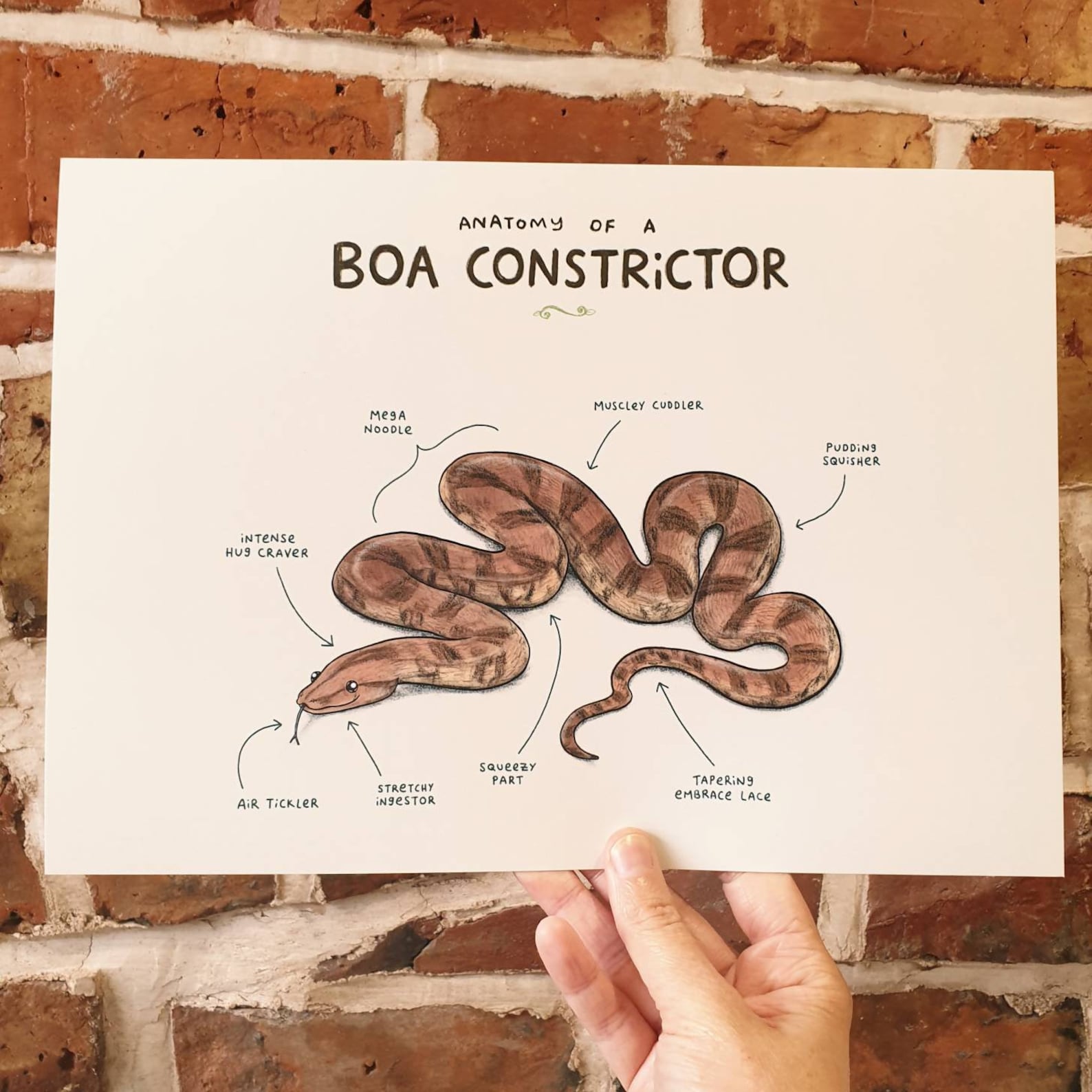 Anatomy of A Boa Constrictor Snake A4 Signed Print - Etsy