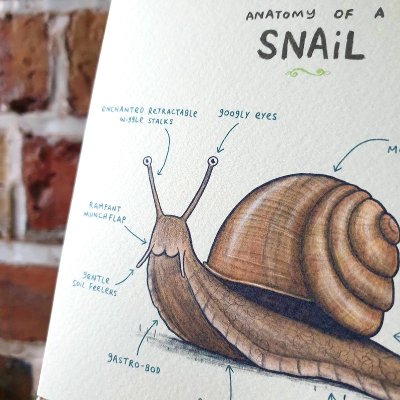 Anatomy of a Snail Card Scientific Anatomical Animal - Etsy