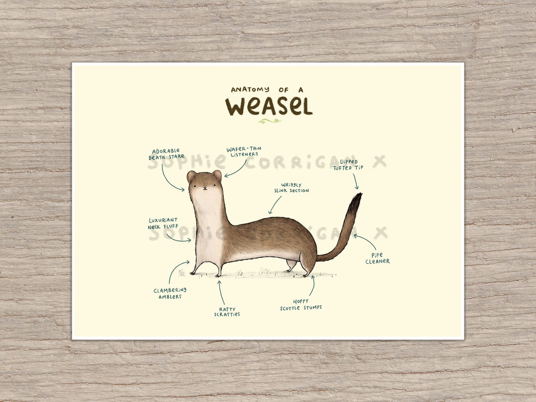 Anatomy of a Weasel Signed Art Print - Etsy