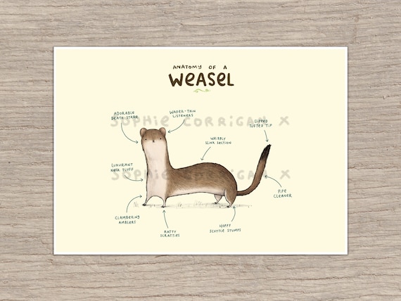 Weasels Print Drawing & Illustration Digital etna.com.pe