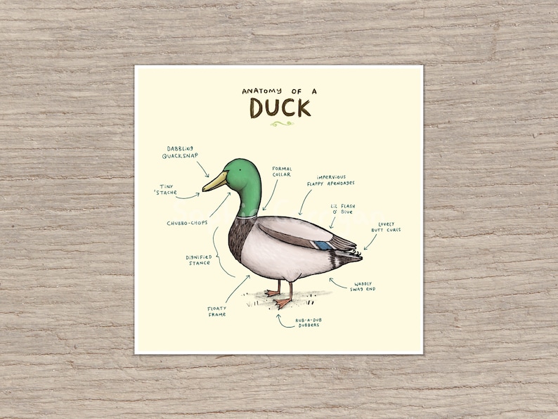 Anatomy of a Duck Signed Art Print - Etsy
