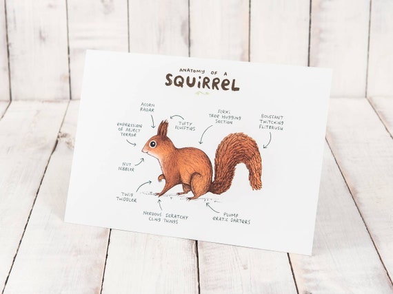 Anatomy of A Squirrel A4 Signed Print | Etsy