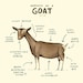 Anatomy of A Goat A4 Signed Print - Etsy