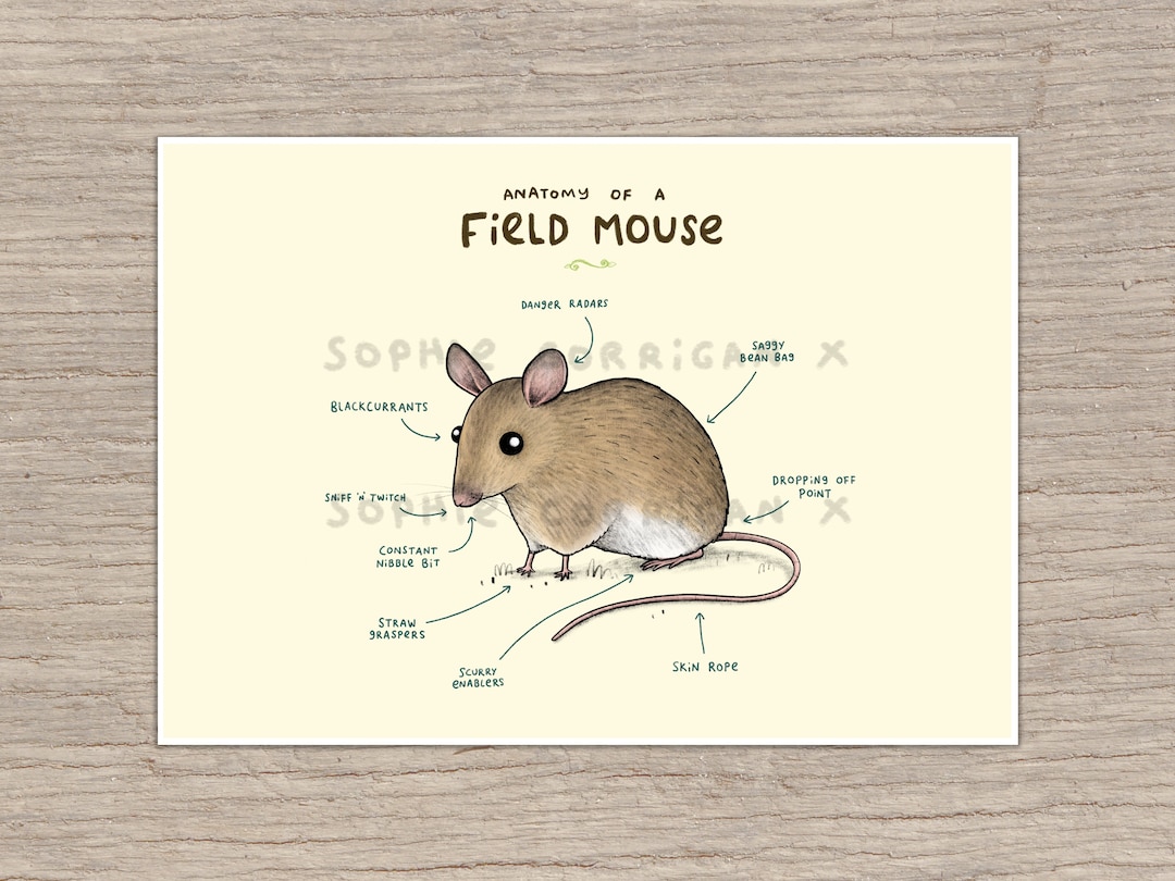 Anatomy of a Field Mouse Signed Art Print - Etsy