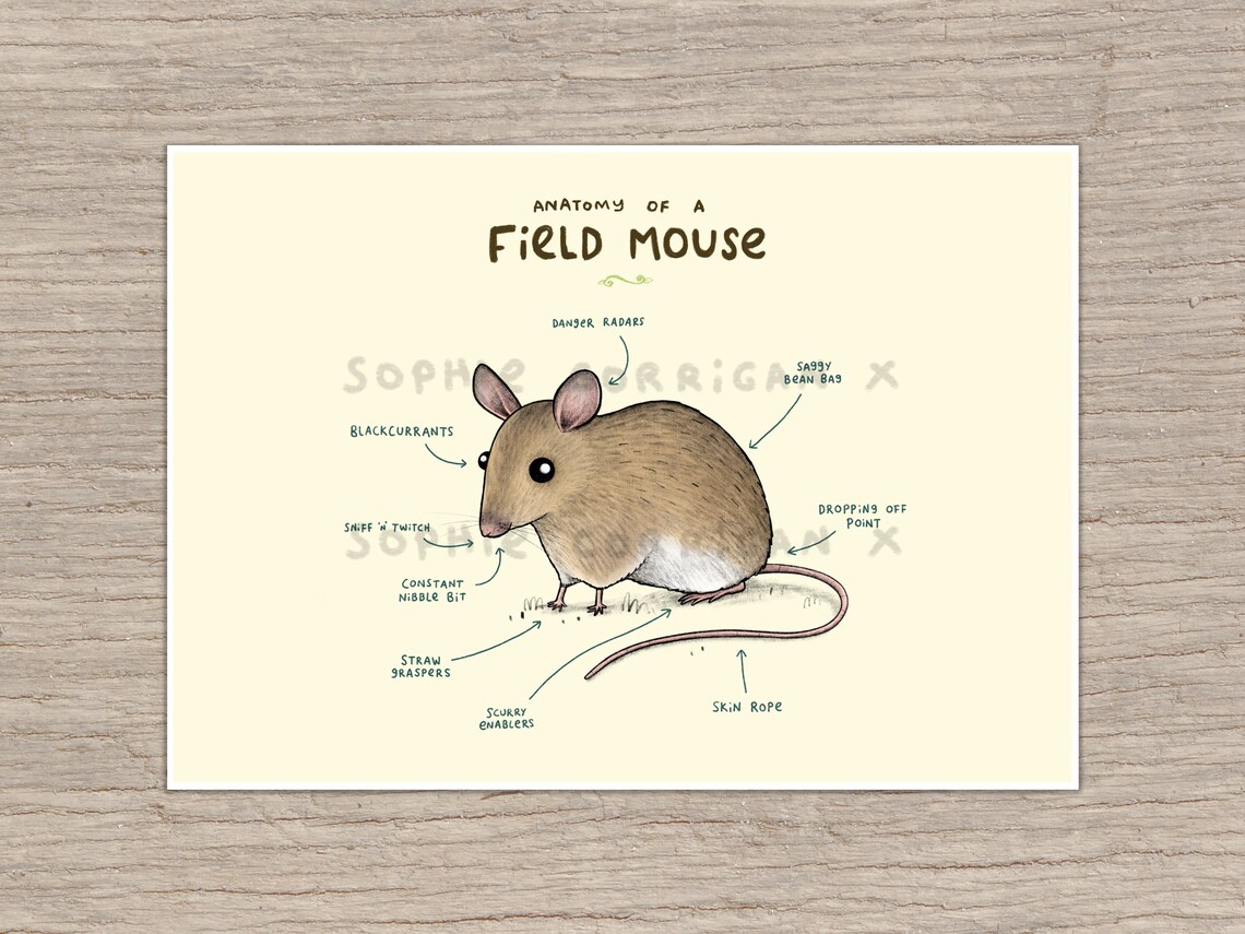 Anatomy of a Field Mouse Signed Art Print - Etsy