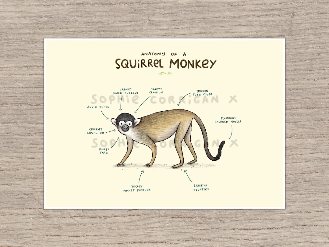 Anatomy of a Squirrel Monkey Signed Fine Art Print - Etsy