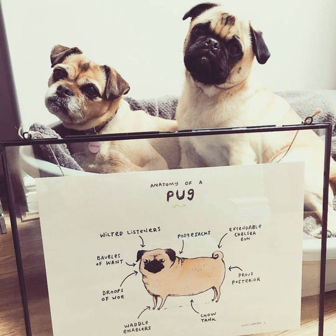 Anatomy of a Pug Print: Funny Scientific Dog Illustration - Etsy