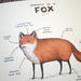Anatomy of A Fox Card - Etsy