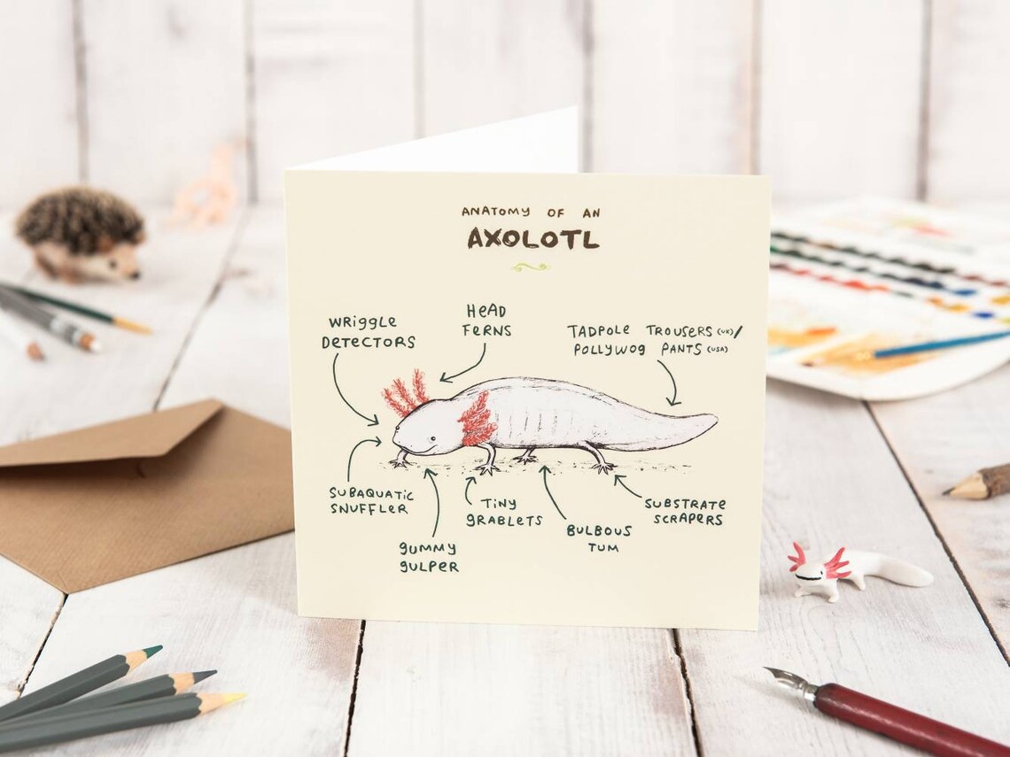 Anatomy of an Axolotl Card - Etsy UK