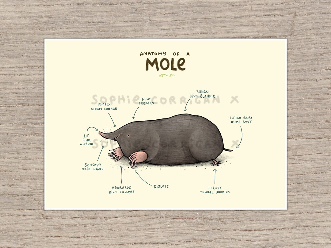 Anatomy of A Mole Signed Fine Art Print - Etsy