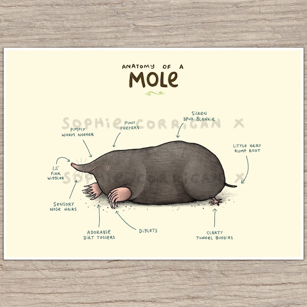 Mole - Etsy