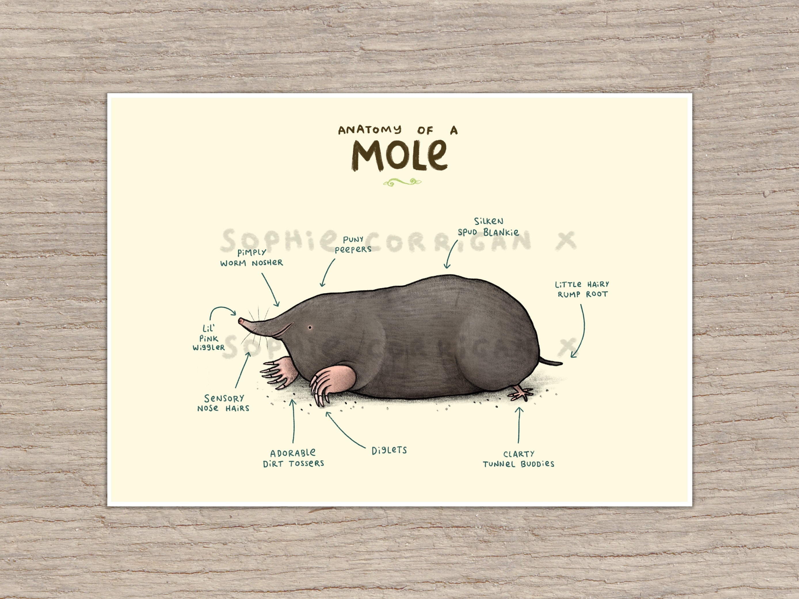 Anatomy of A Mole Signed Fine Art Print - Etsy UK