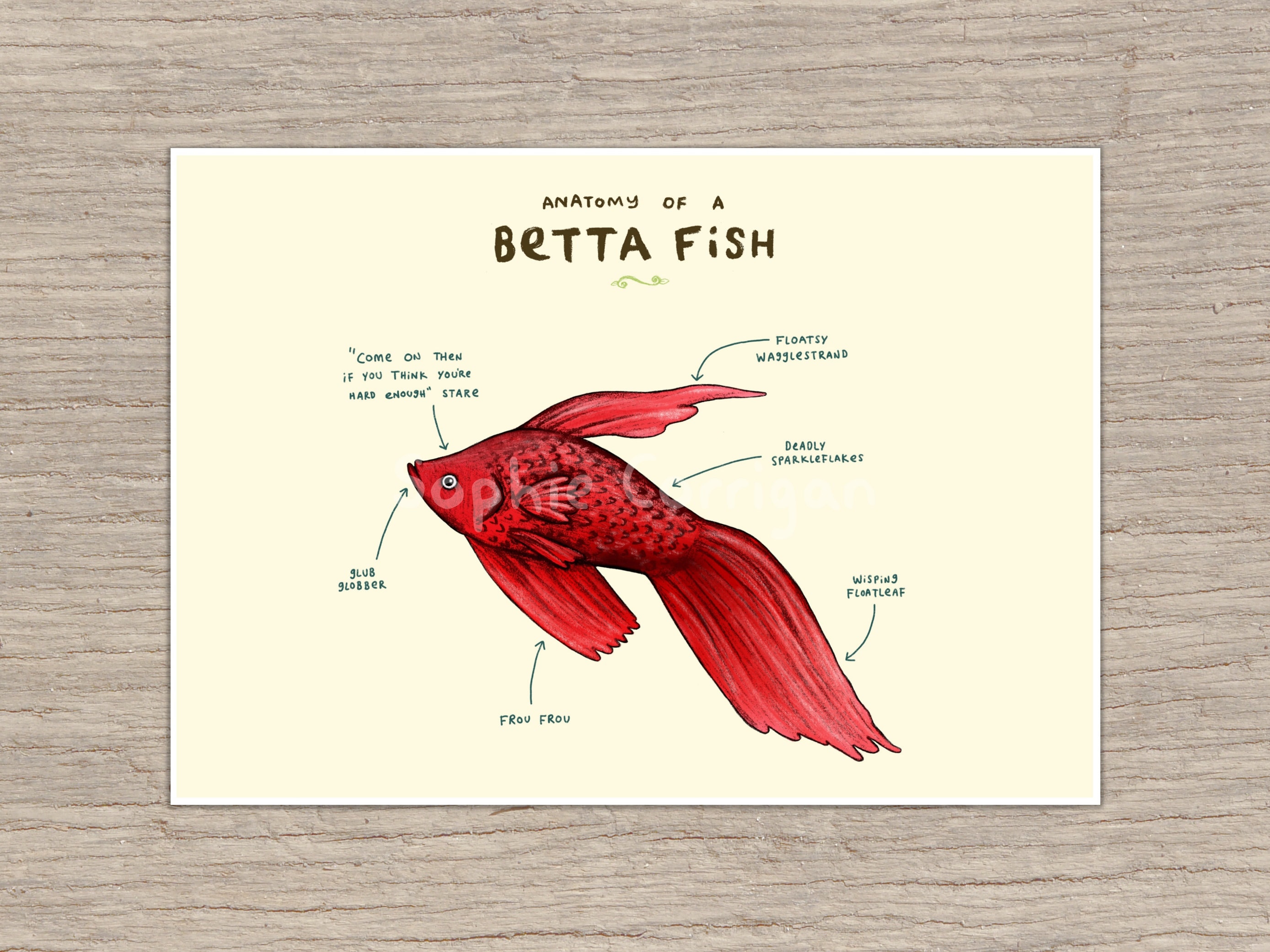 Anatomy of a Betta Fish Signed Art Print - Etsy