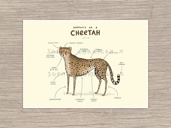 Cheetah Food Chain For Kids