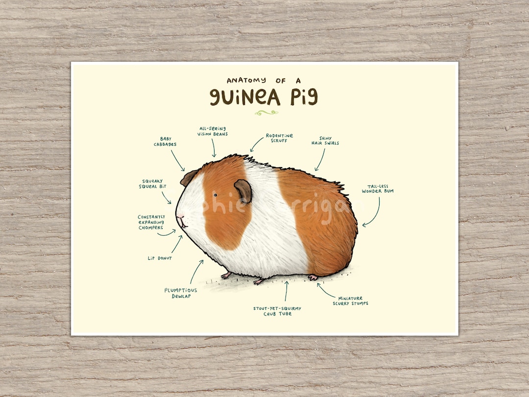 Anatomy of a Guinea Pig Signed Art Print - Etsy