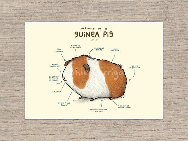 Anatomy of a Guinea Pig Signed Art Print | Etsy
