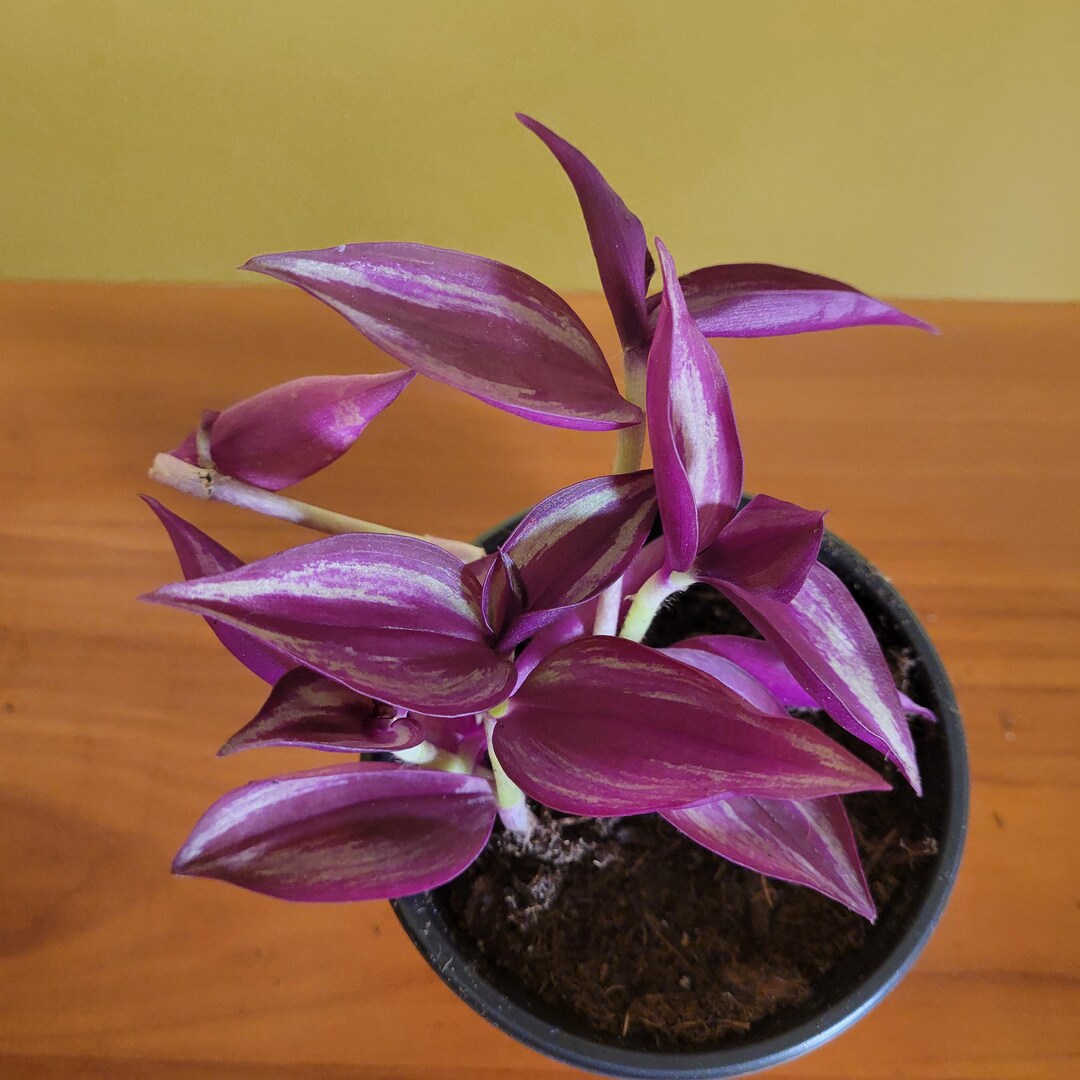 Tradescantia (nanouk-style) – 4” Live Plant | Easy-care, Vibrant Pink ...