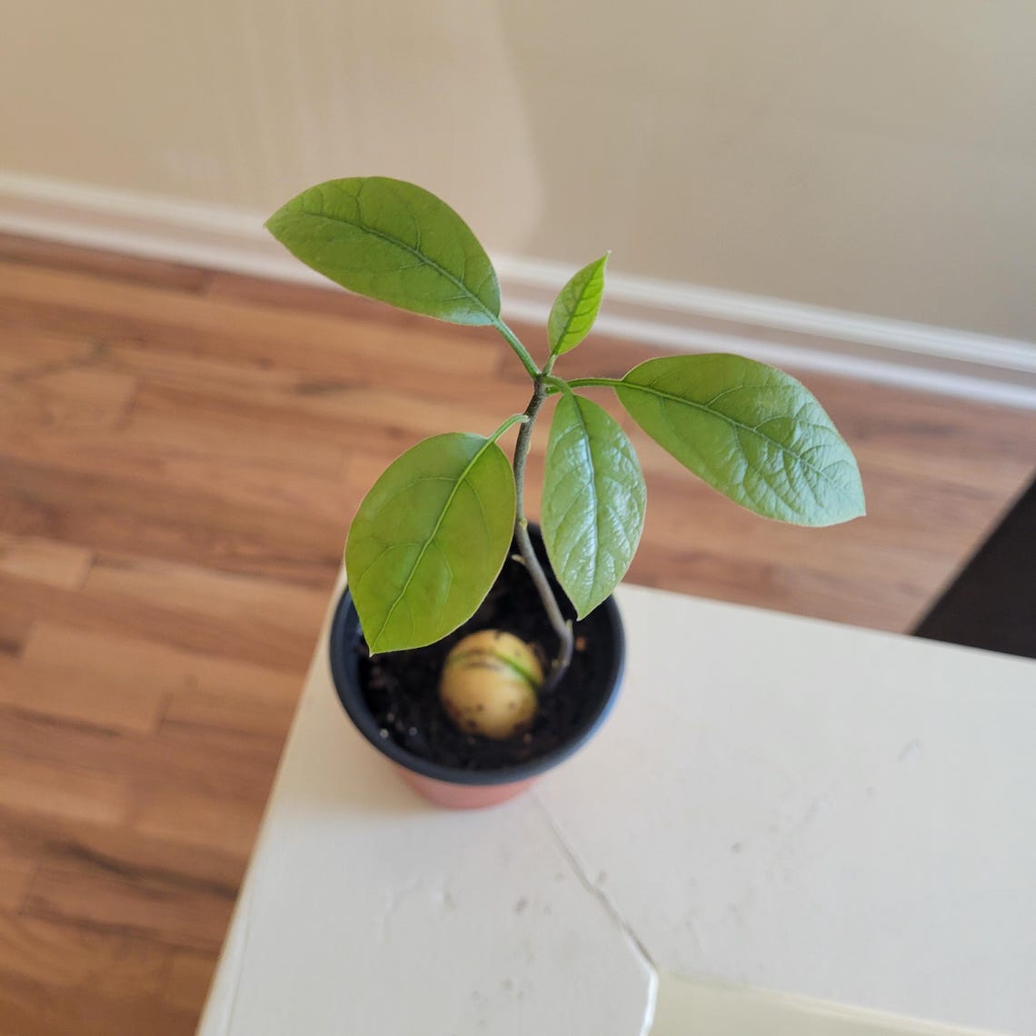 Potted Avocado Tree | Easy Indoor Plant Gift | Fast Growing Houseplant ...