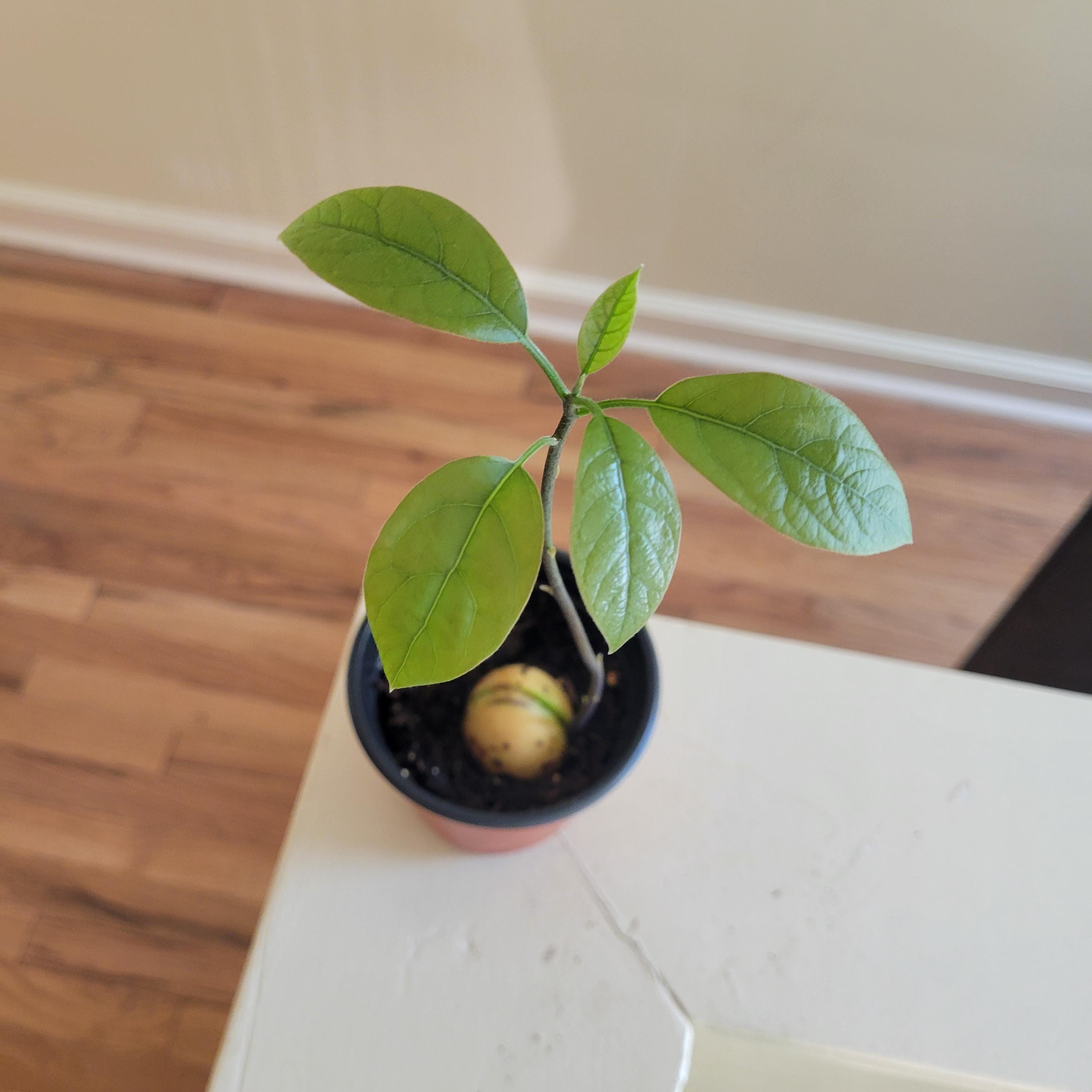 Potted Avocado Tree | Easy Indoor Plant Gift | Fast Growing Houseplant ...