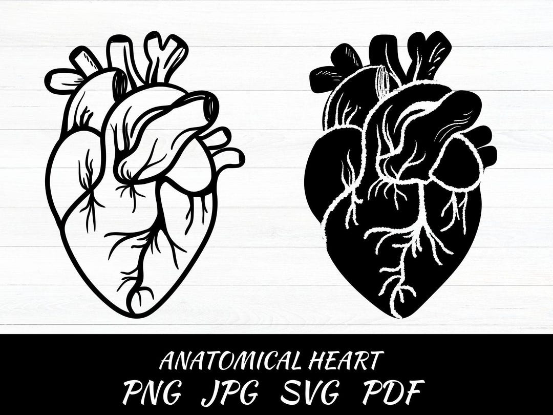 Anatomical Heart SVG, Human Heart Clipart (digital Files) - Etsy