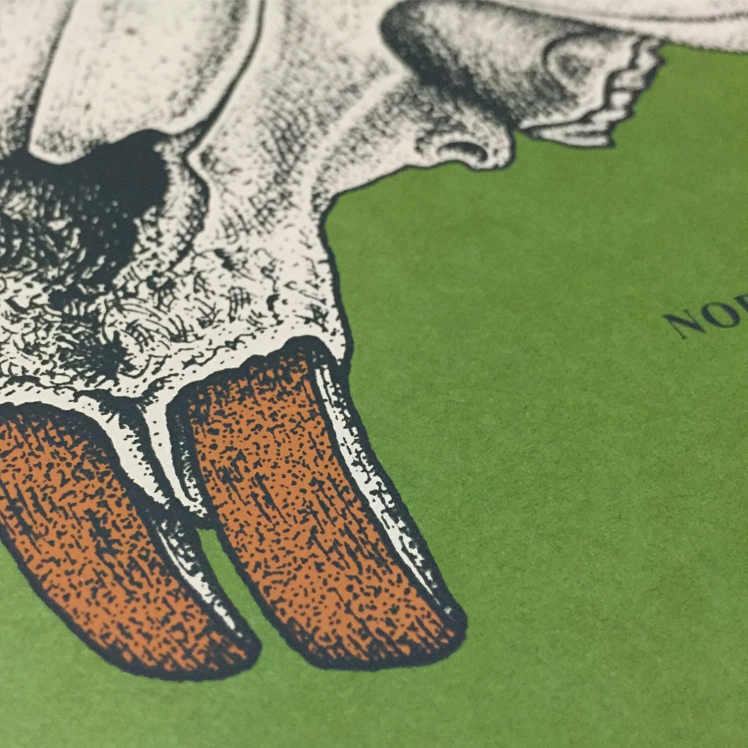 Beaver Skull Screen Print, Zoology, Anatomy, Zooarchaeology ...