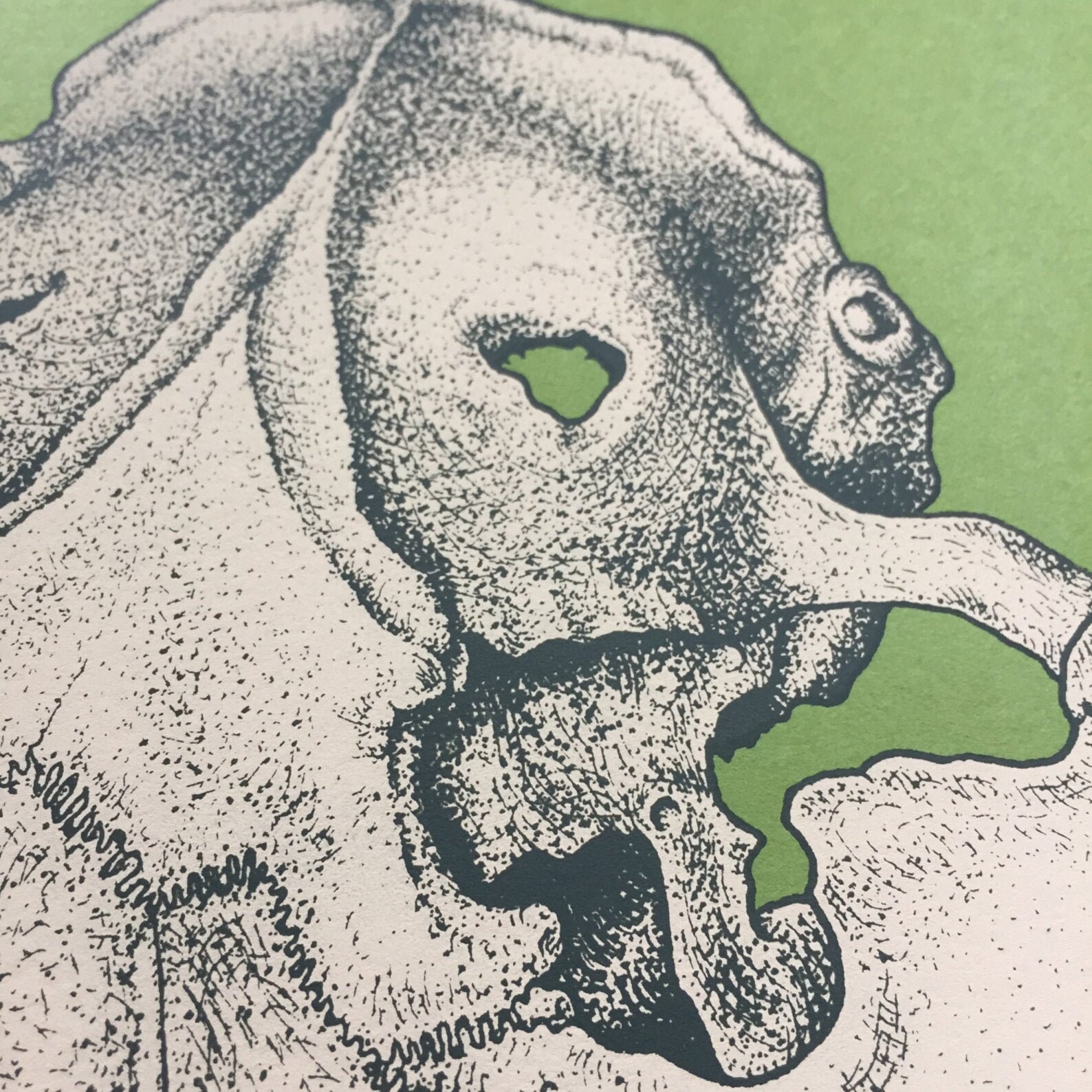 Beaver Skull Screen Print, Zoology, Anatomy, Zooarchaeology ...