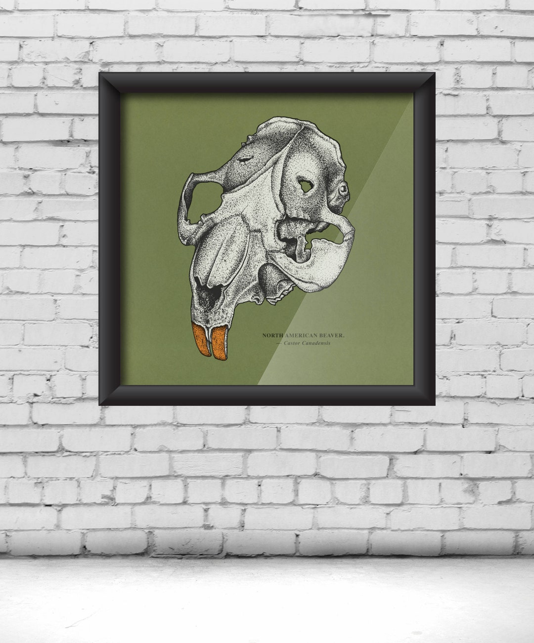 Beaver Skull Screen Print, Zoology, Anatomy, Zooarchaeology ...