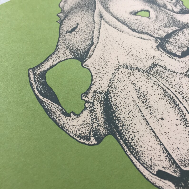 Beaver Skull Screen Print, Zoology, Anatomy, Zooarchaeology ...