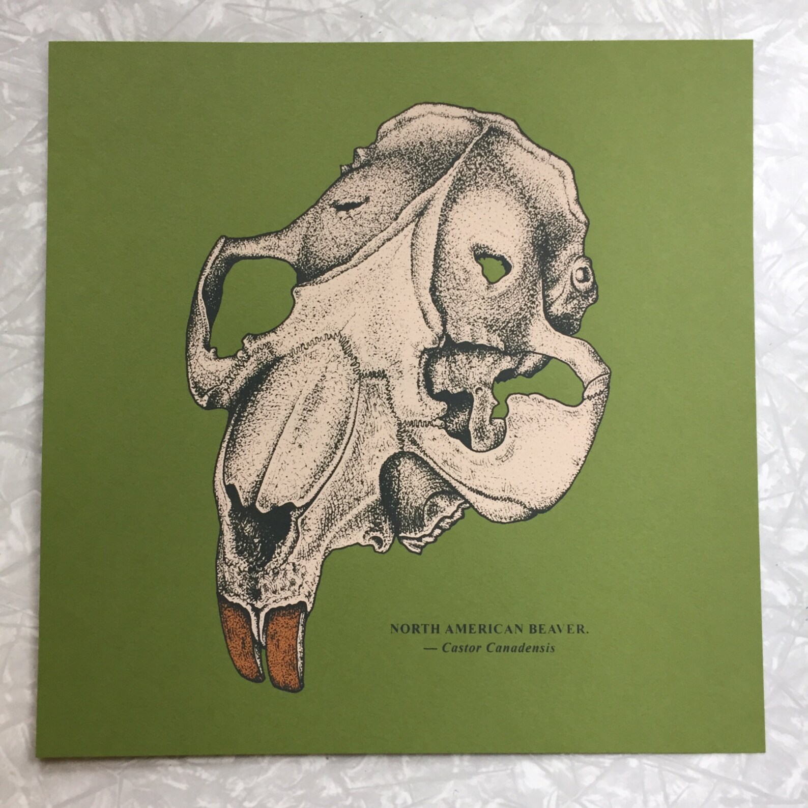 Beaver Skull Screen Print, Zoology, Anatomy, Zooarchaeology ...