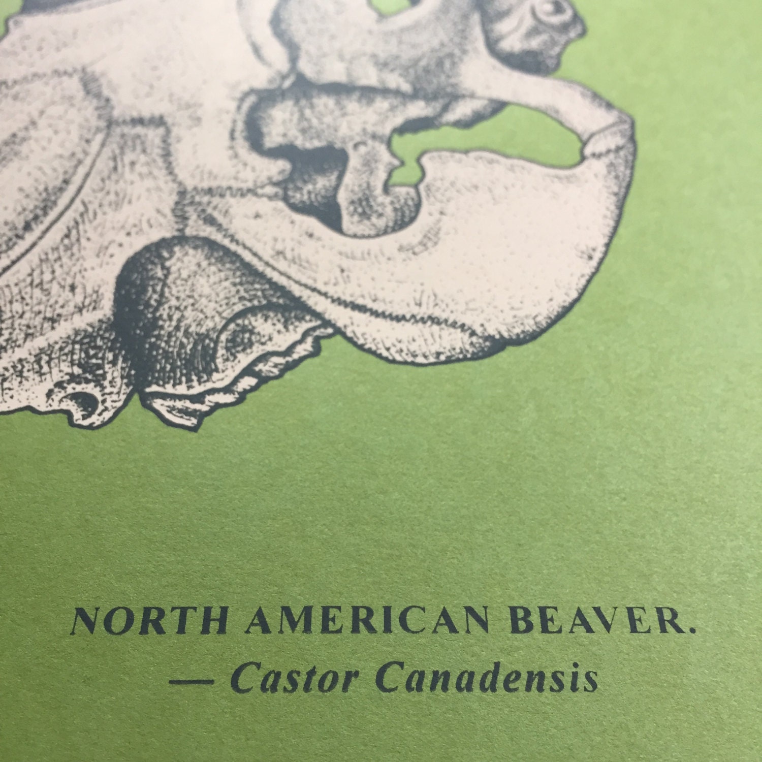 Beaver Skull Screen Print, Zoology, Anatomy, Zooarchaeology ...