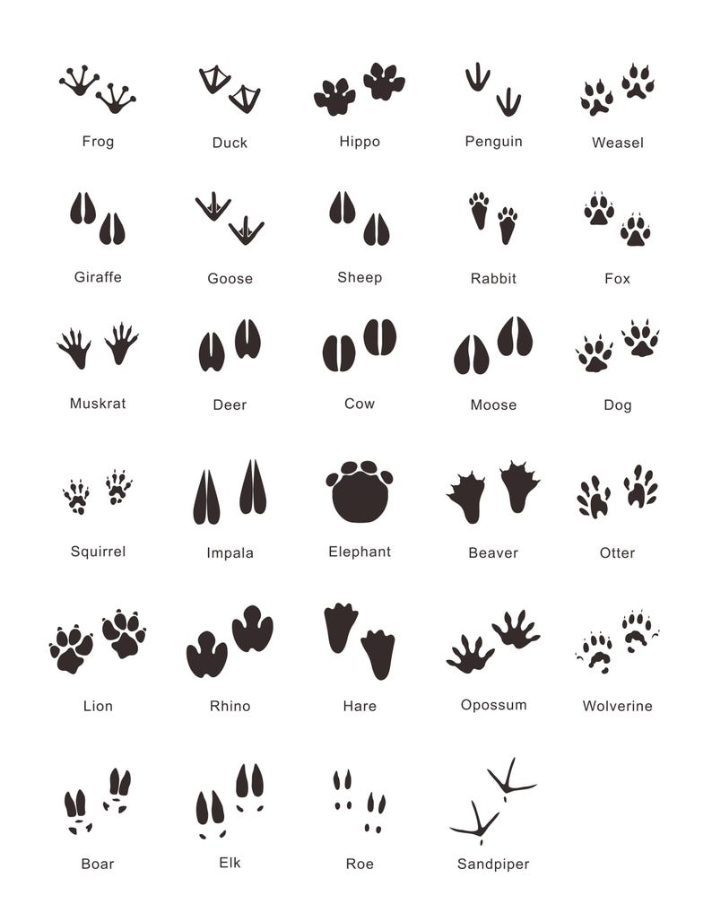 Animal Footprints Clipart Bundle: Wild & Endangered Species (digital ...