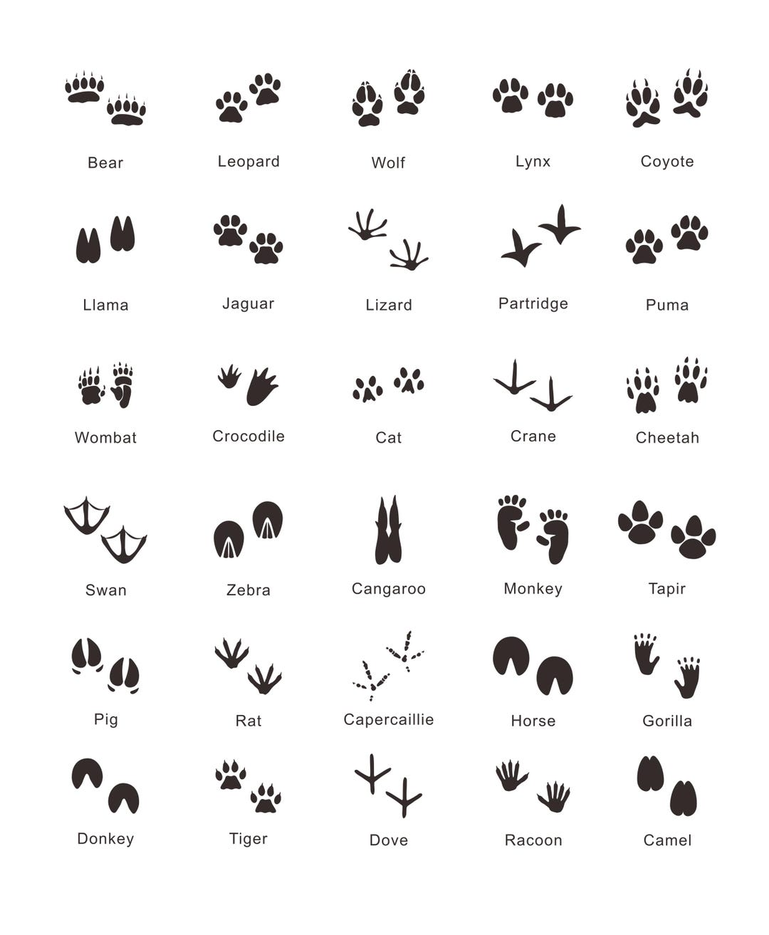 Animal Footprints Clipart Bundle: Wild & Endangered Species (digital ...