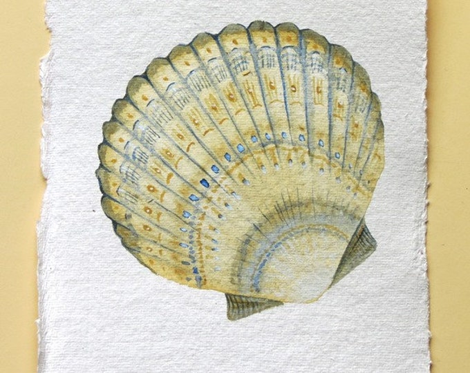 Scallop Sea Shell Watercolour Original Illustration Painting Ocean ...