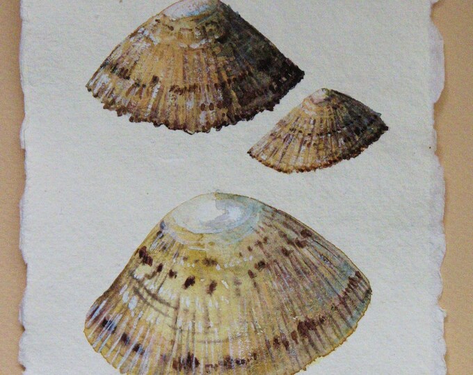 Original Watercolour Illustration Art Painting Shell Study Limpets - Etsy