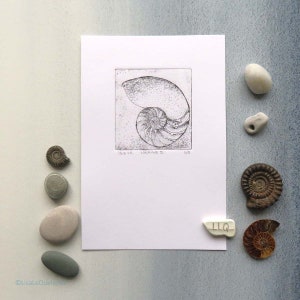 Original Etching of a Chambered Nautilus Shell Cross Section No.1 ...