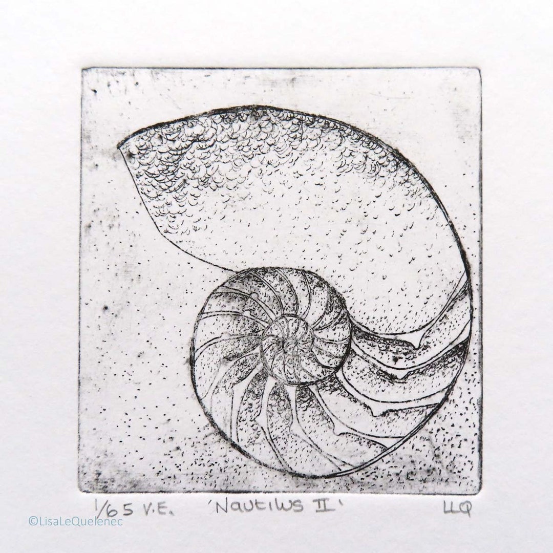 Original Etching of a Chambered Nautilus Shell Cross Section No.1 ...