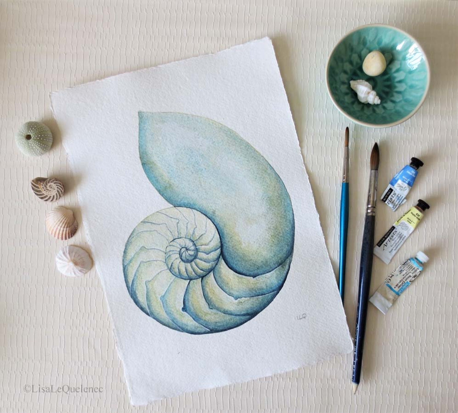 Chambered Nautilus Original Watercolour Illustration Painting | Etsy UK