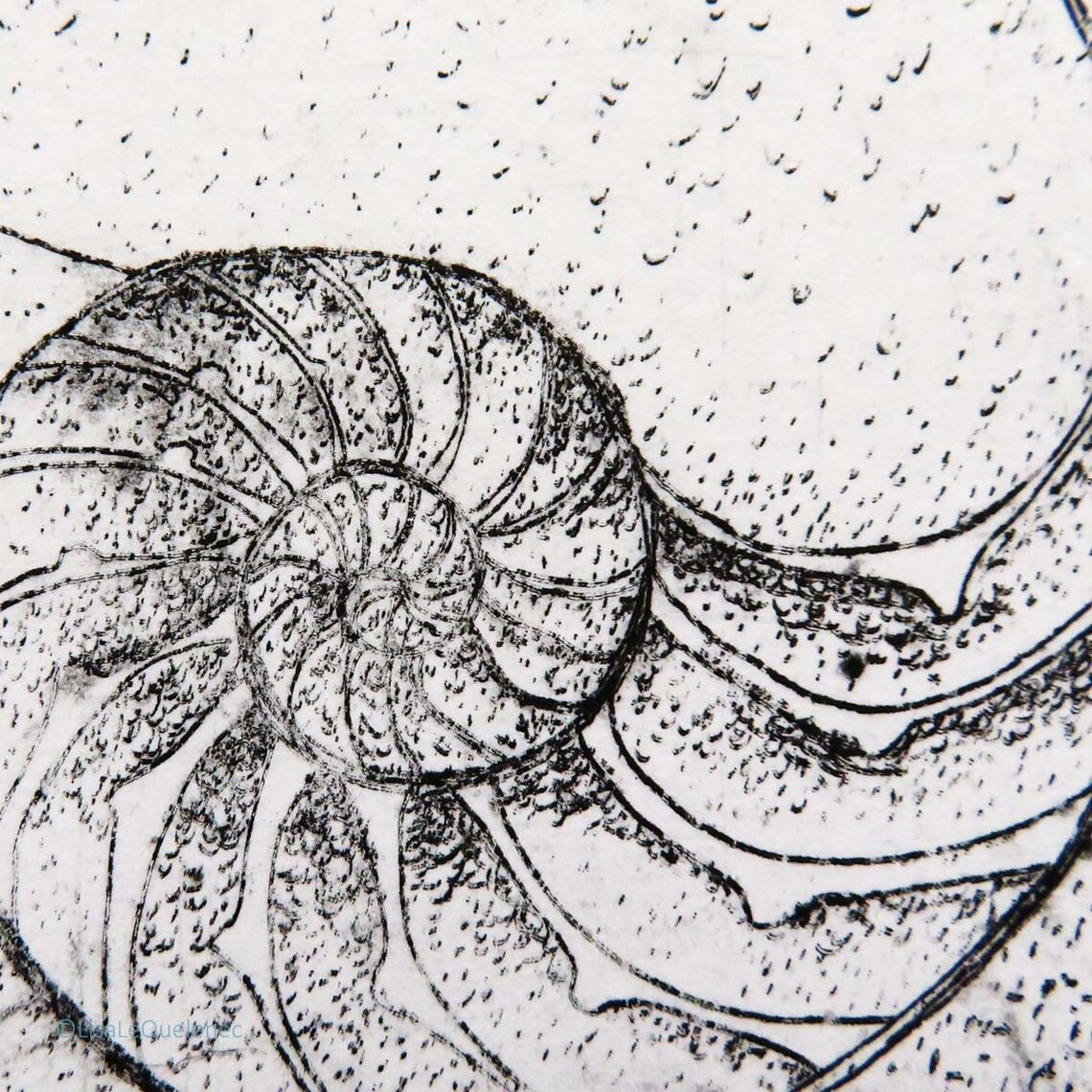 Original Etching of a Chambered Nautilus Shell Cross Section No.1 ...