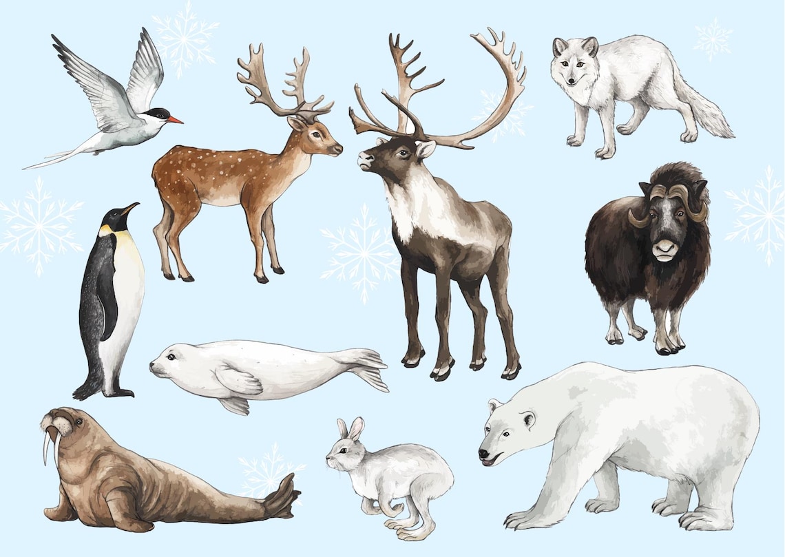 Watercolor Winter Animals Clipart Bundle: Arctic Nursery Art (PNG Files ...