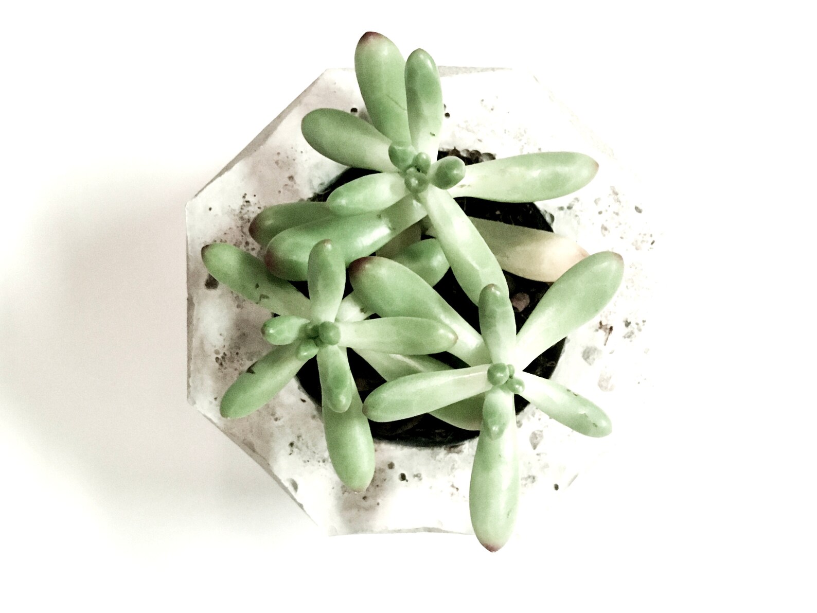 Small Concrete Planter. Modern Geometric Faceted Pot for - Etsy