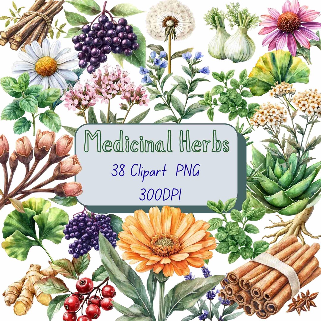 Medicinal Herbs Clipart, Watercolor Botanical Illustration (38 PNG) - Etsy