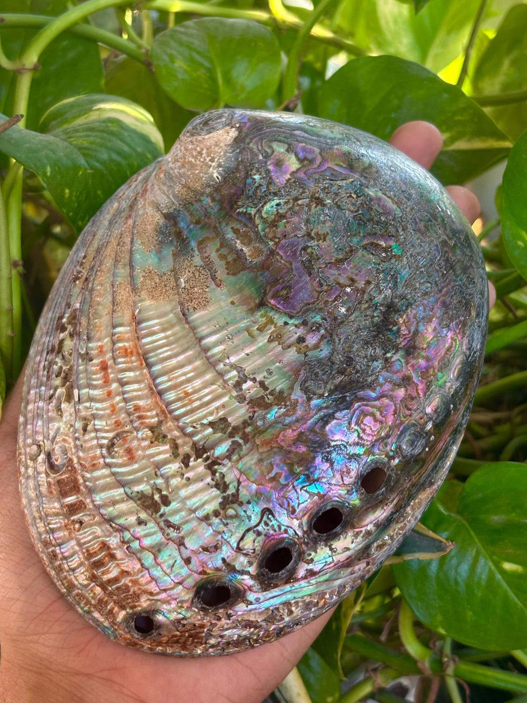 Authentic Australian Abalone Shell | Natural Sea Shell for Vintage Home ...