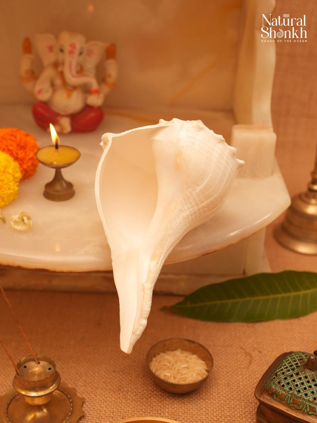 Natural Shankh | Sacred Shell | Ocean-sourced Shankh for Puja & Vastu ...