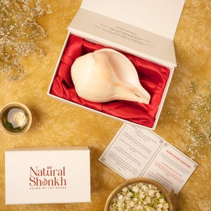 Natural Shankh | Sacred Conch Shell | Ocean-sourced Shankh for Puja ...