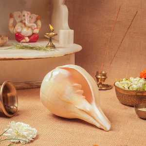 Natural Shankh | Sacred Conch Shell | Ocean-sourced Shankh for Puja ...