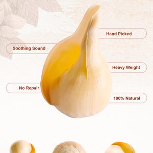 Natural Shankh | Sacred Conch Shell | Ocean-sourced Shankh for Puja ...