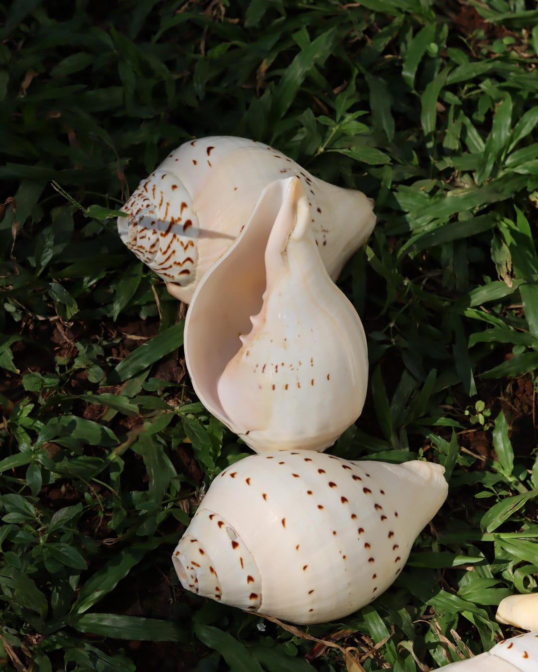 Gauri Shankh | Authentic Spotted Natural Conch Shell for Bowing, Puja ...