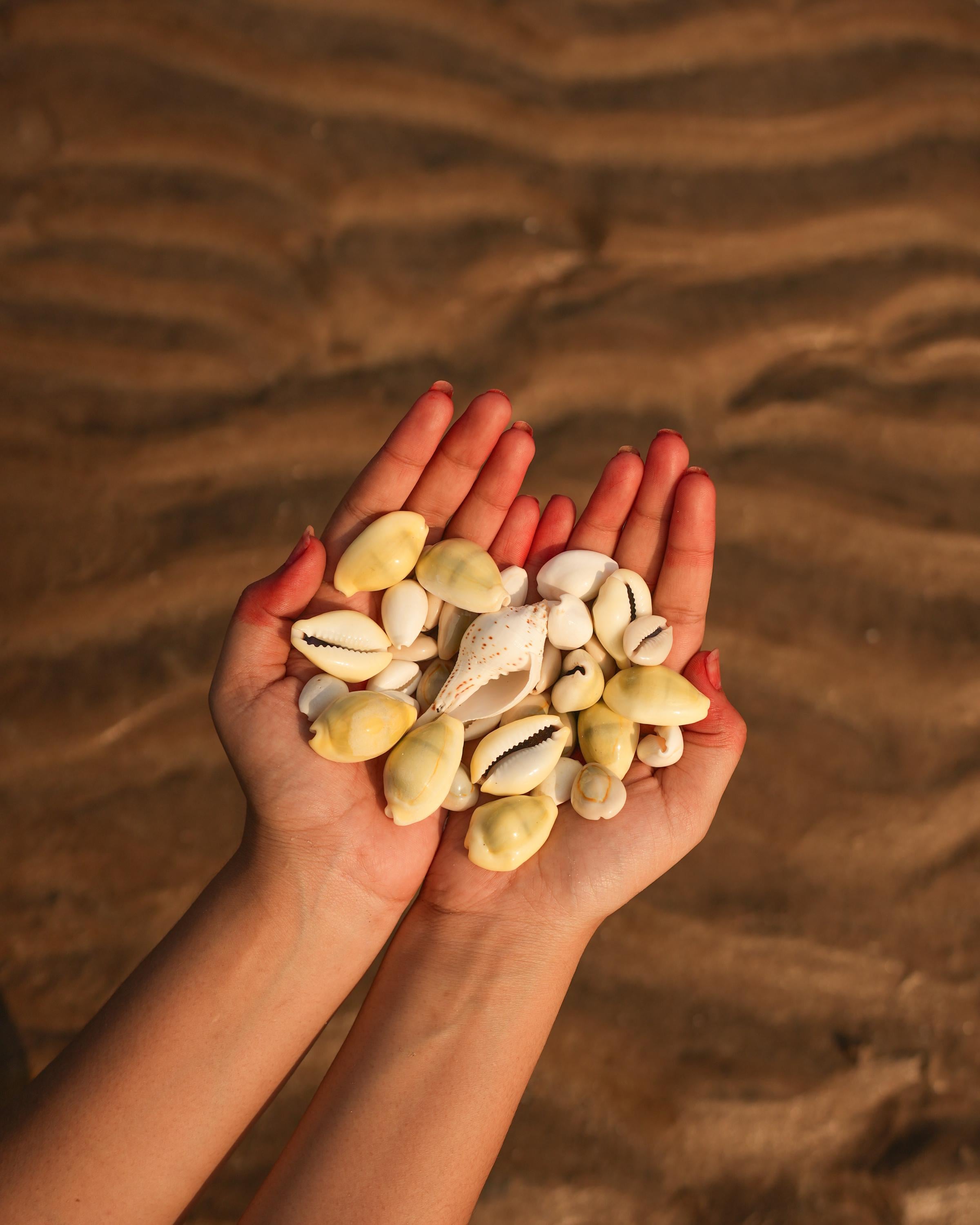 Wealth Kit: Sacred Cowrie Shells, Vishnu Shankh for Lakshmi Puja - Etsy